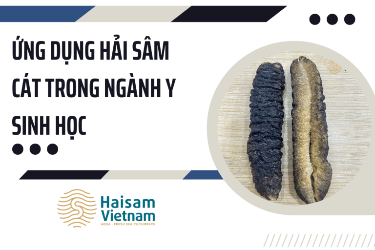 Ứng Dụng Hải Sâm Cát Trong Ngành Y Sinh Học – VSCC